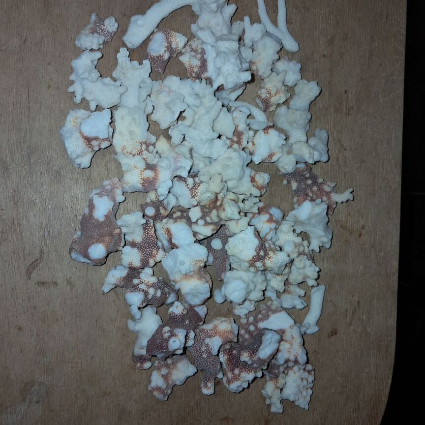 Кораллы океанические,обломки