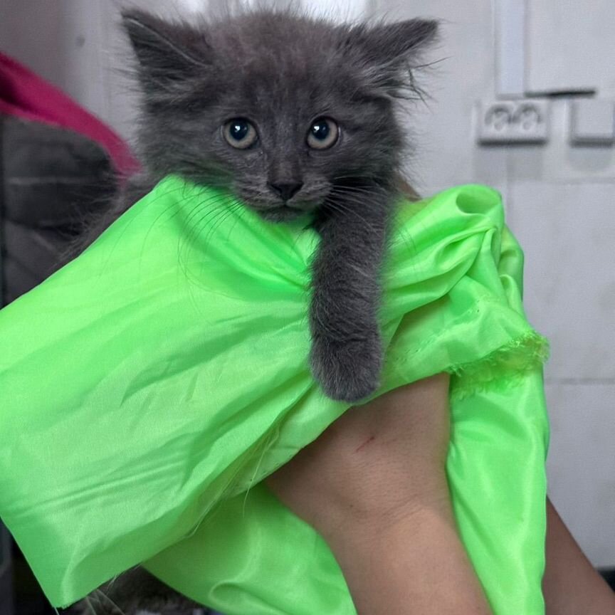 Котенок в добрые руки