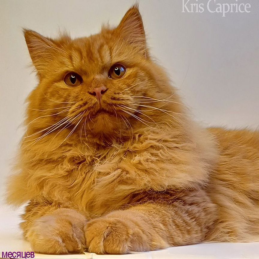 Британский длинношёрстный котёнок