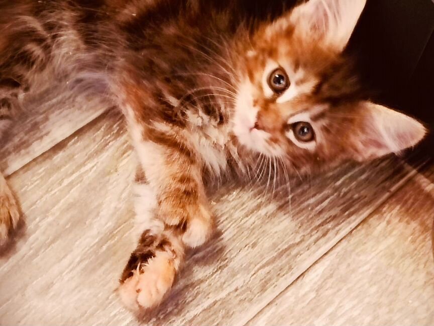 Котята мейн-кун