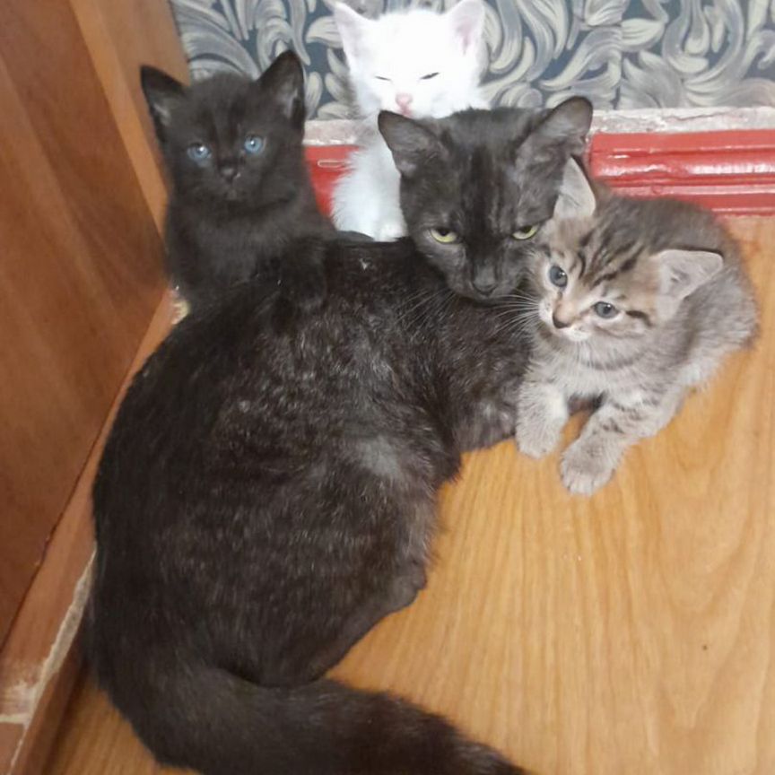 Кошки