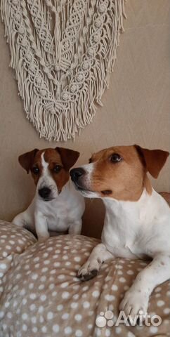 Щенок Джек Рассел (кобель)