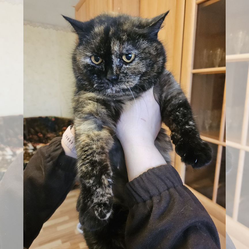 Взрослая, кошка в добрые руки