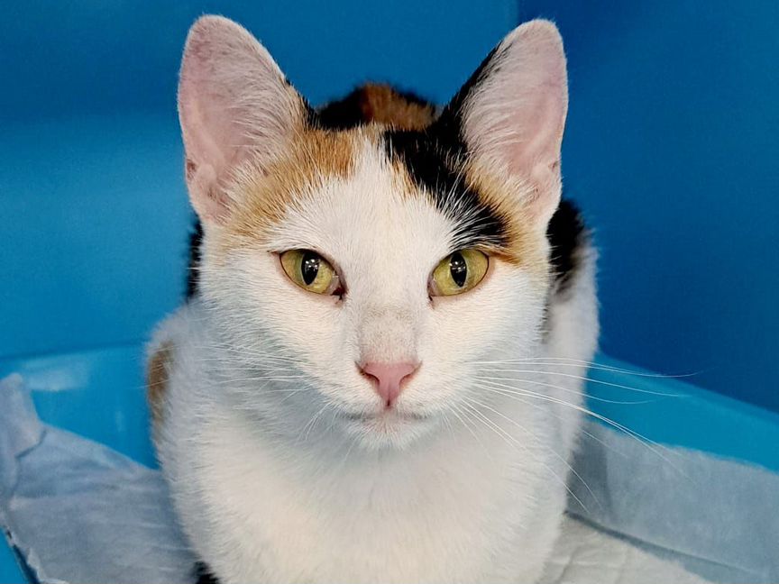 Ласковая Масяня в дар