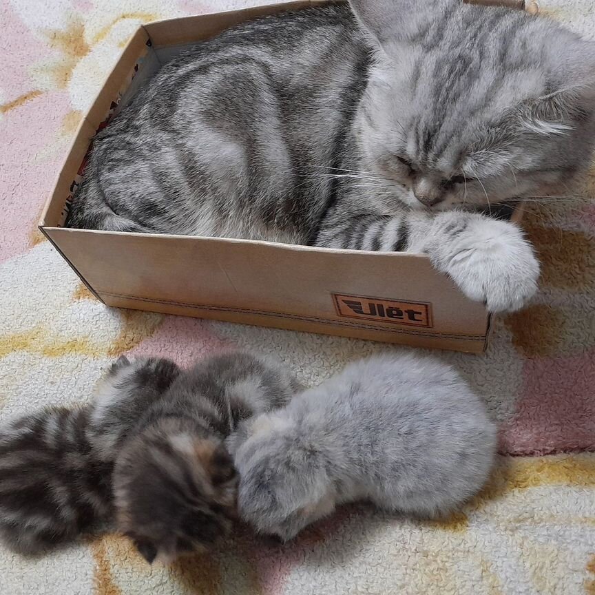 Шотландские котята