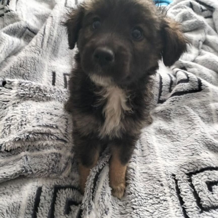 Отдам в добрые руки спаниель