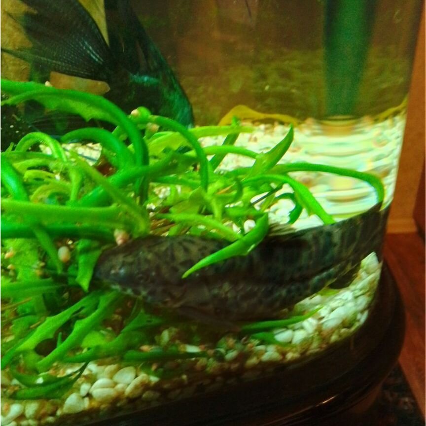 Сомик таракатум