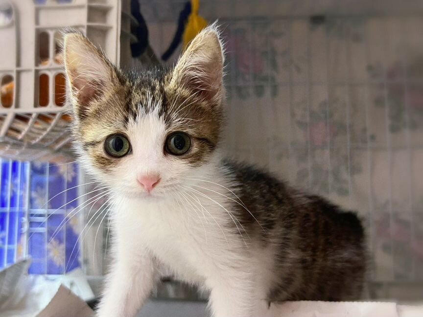 Супер игривый котенок в добрые руки