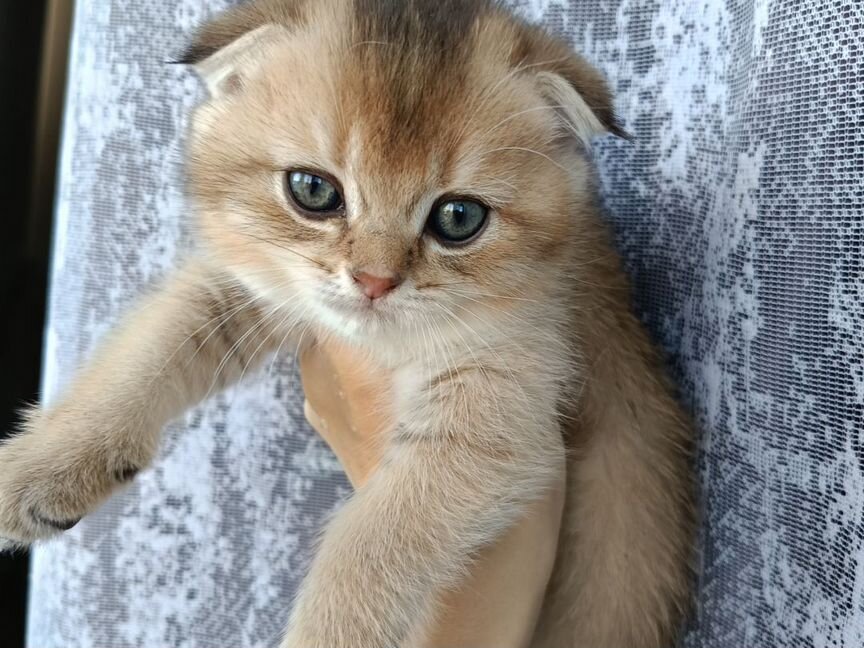 Котята окрас золотая шиншилла