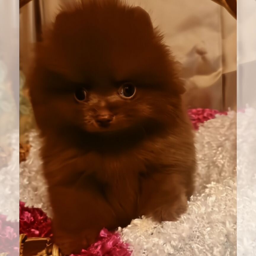 Померанский шпиц, щенок