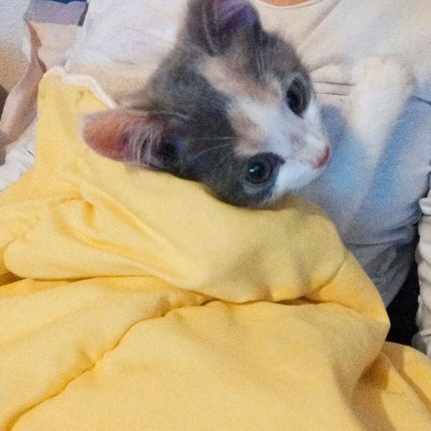 Котенок