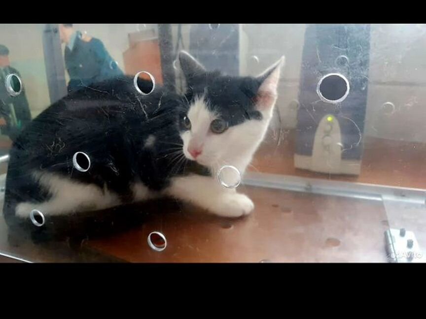 Венера кошечка ищет дом)