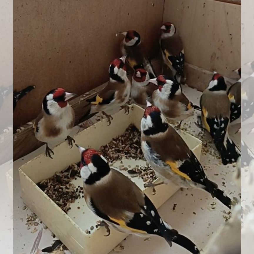 Щеглы певчая птица. Очень хорошая песня