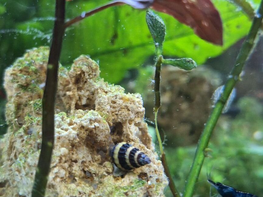 Улитка хелена