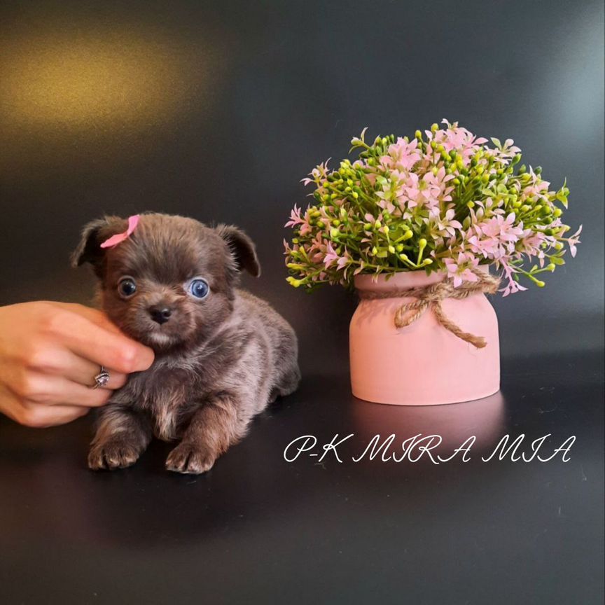 Чихуахуа голубые щенки