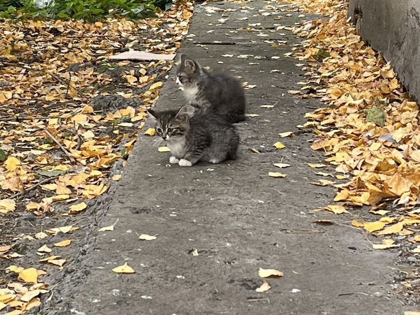 Котята в добрые руки