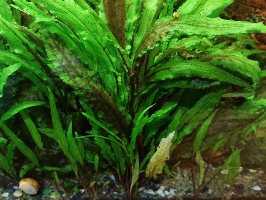 Аквариумное растение