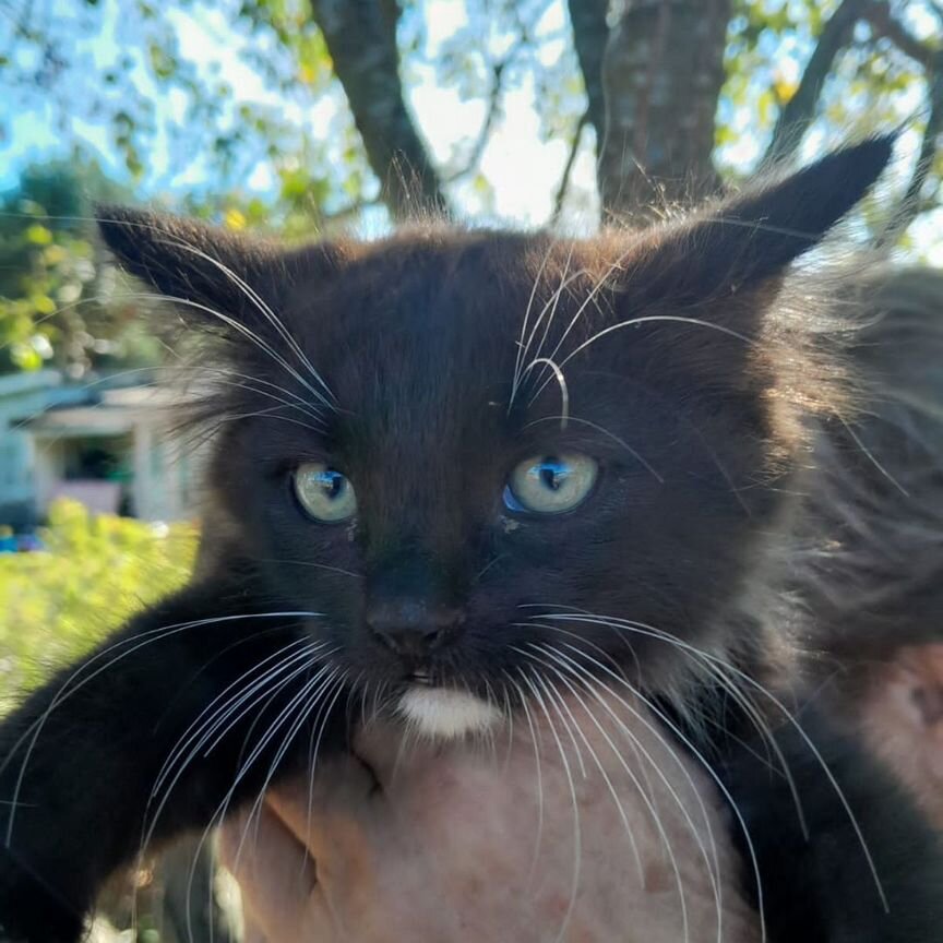 Отдам бесплатно в добрые руки