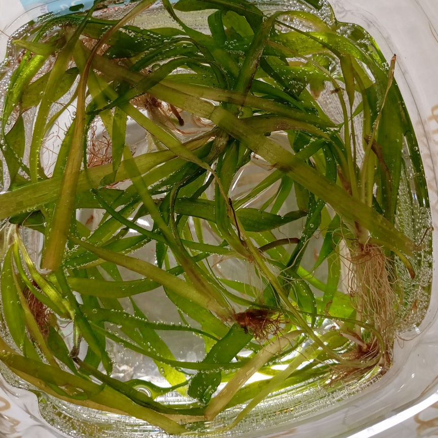 Аквариумное растение