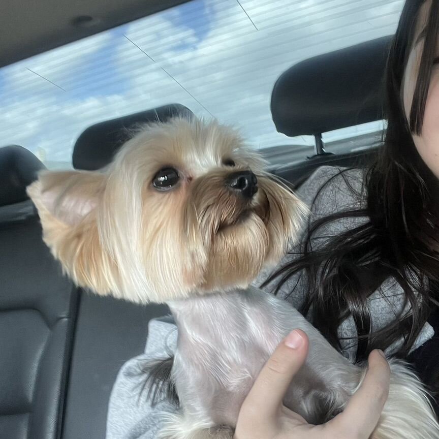 Йоркширский терьер