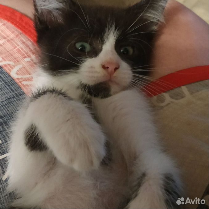 Шустрик мальчик