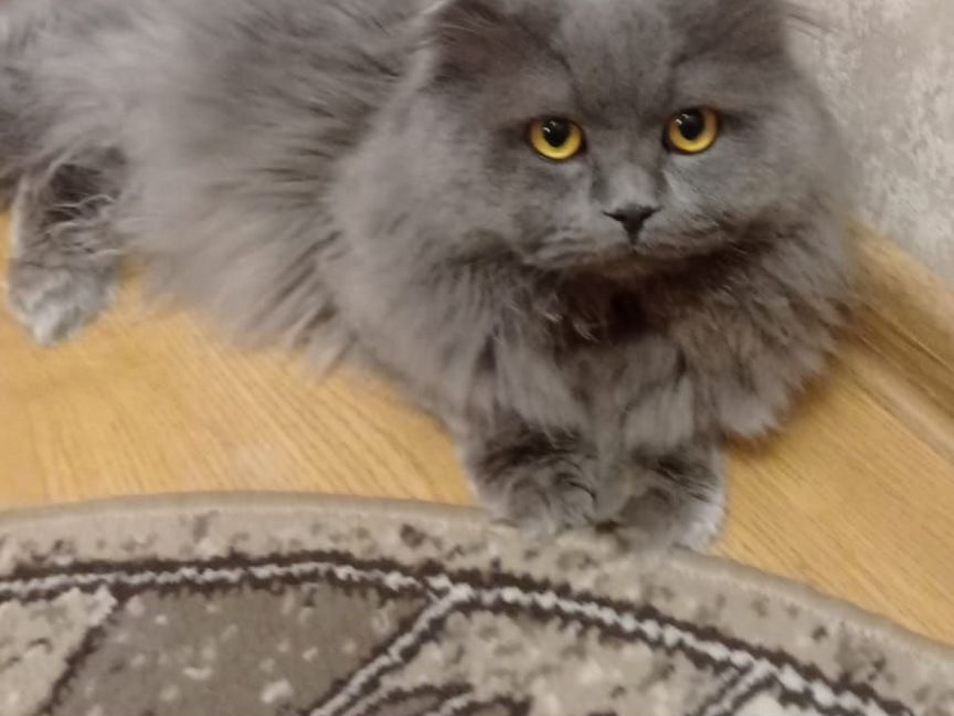 Кот Барсик