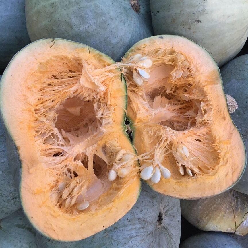 Тыква кормовая