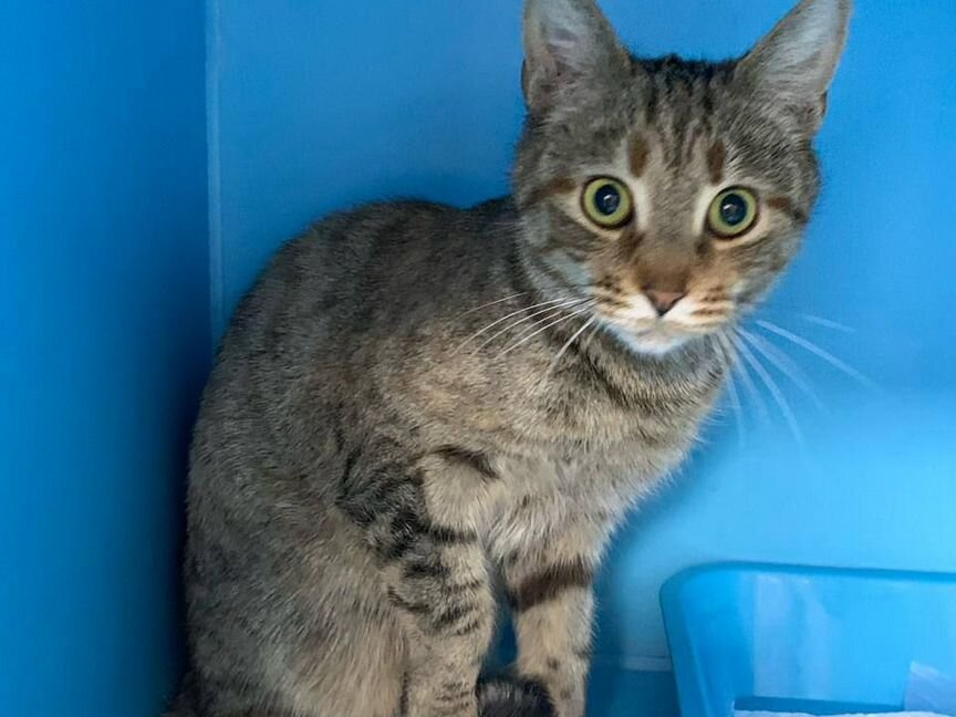 1 день на поиск дома для очень ласковой малышки