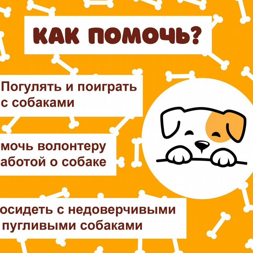 Помощь собакам в приюте