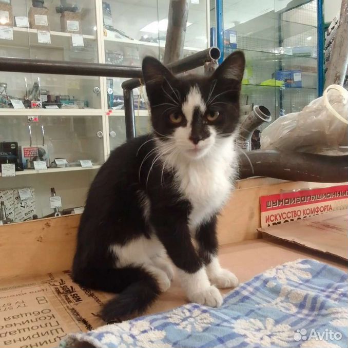 Гаечка ищет дом