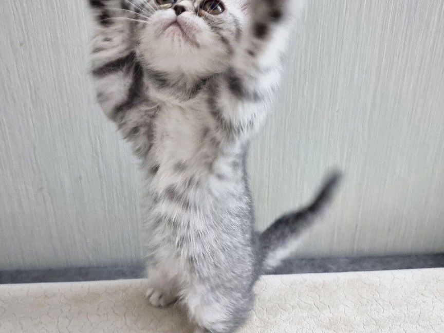 Экзотическая серебристая кошечка