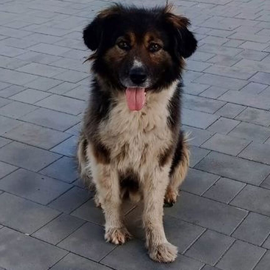 Взрослая собака в добрые руки