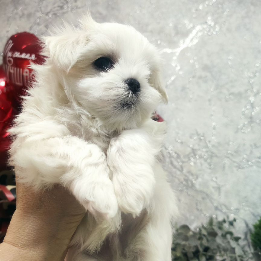 Щенки мальтезе