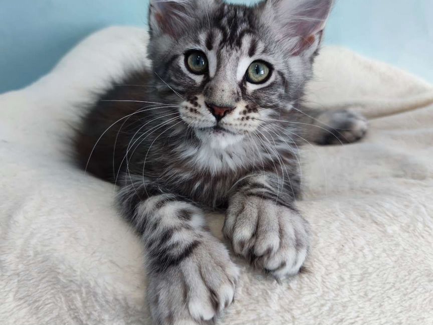 Котёнок Мейн-кун полидакт