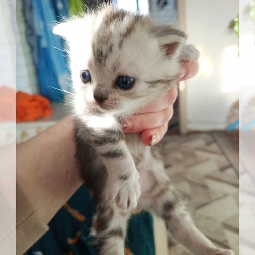 Шотландский вислоухий короткошёрстный котёнок