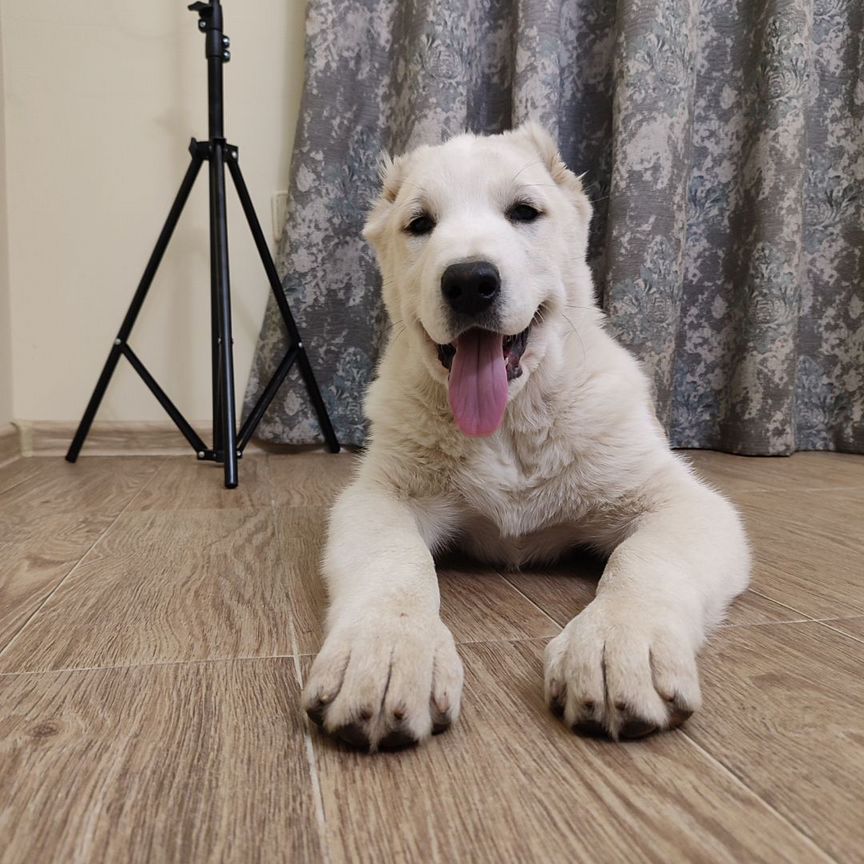 Щенки среднеазиатской овчарки. Алабай