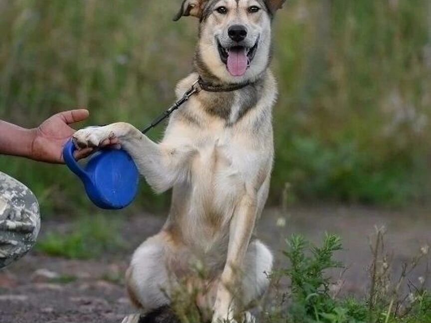 Собака в добрые руки