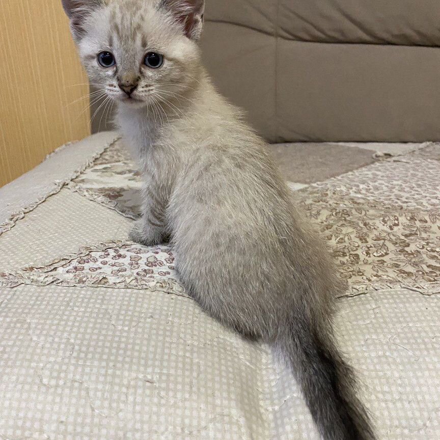 Кот в добрые руки