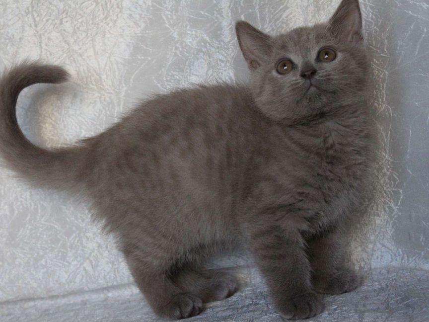 Прямоухая девочка лилового окраса