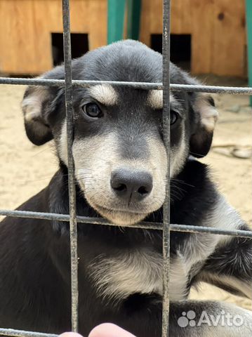 Щенок Асми очень ищет дом