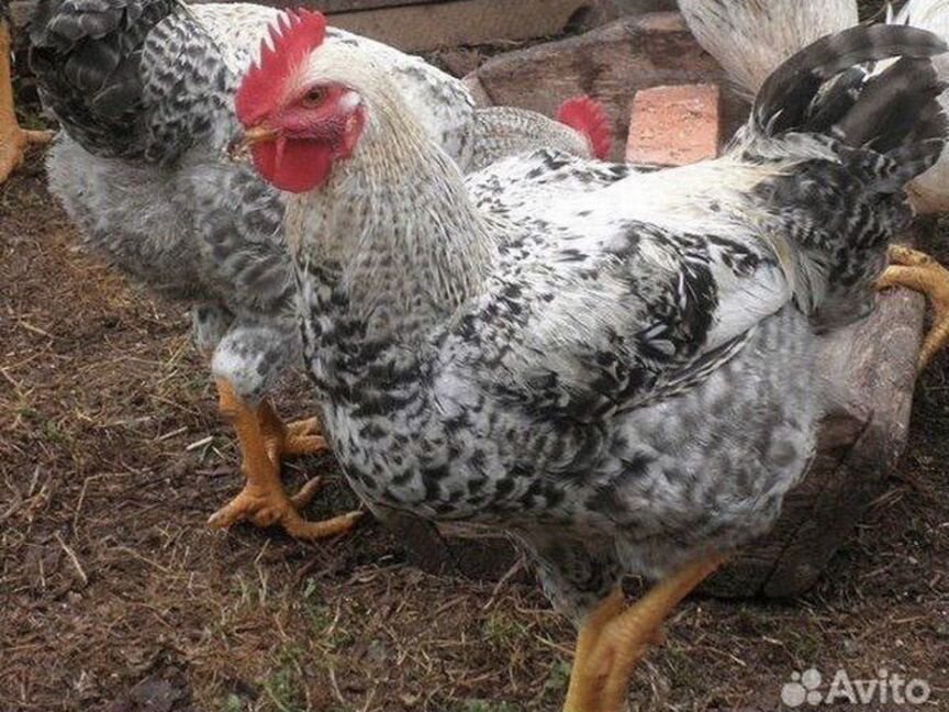 Мастер грей