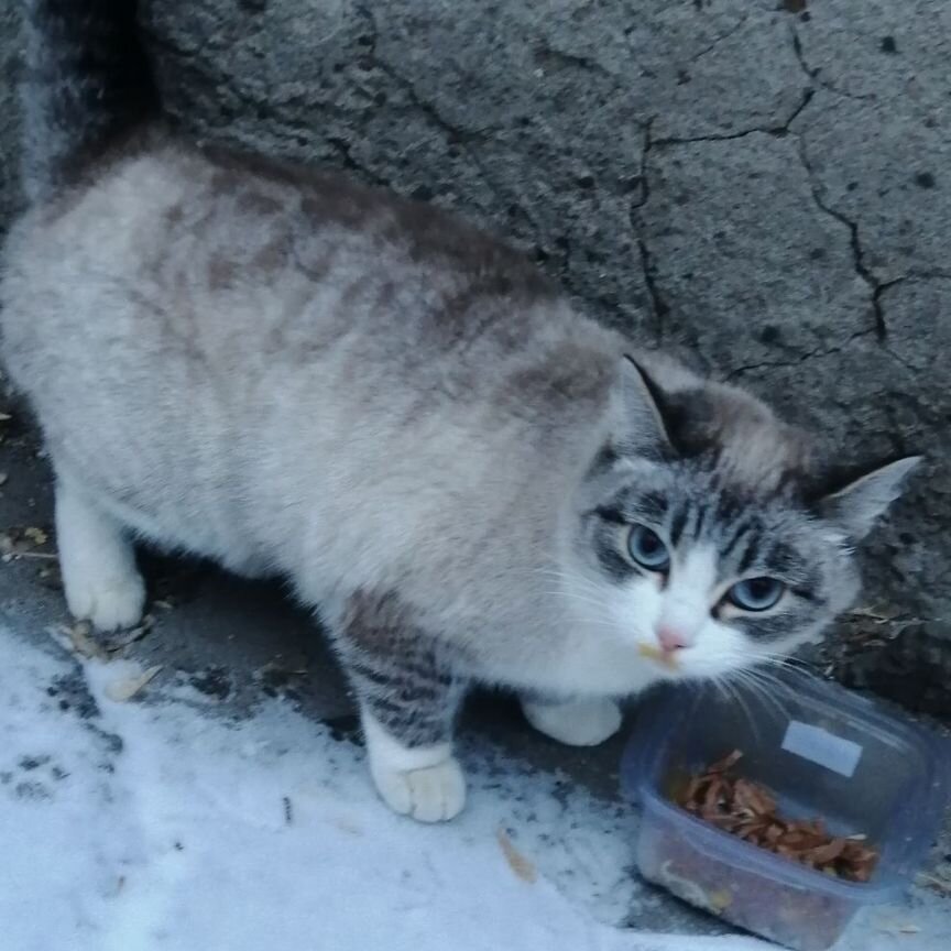 Взрослая кошка в добрые руки