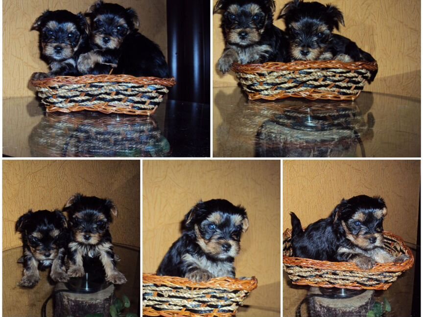 Йорики и Йорочки