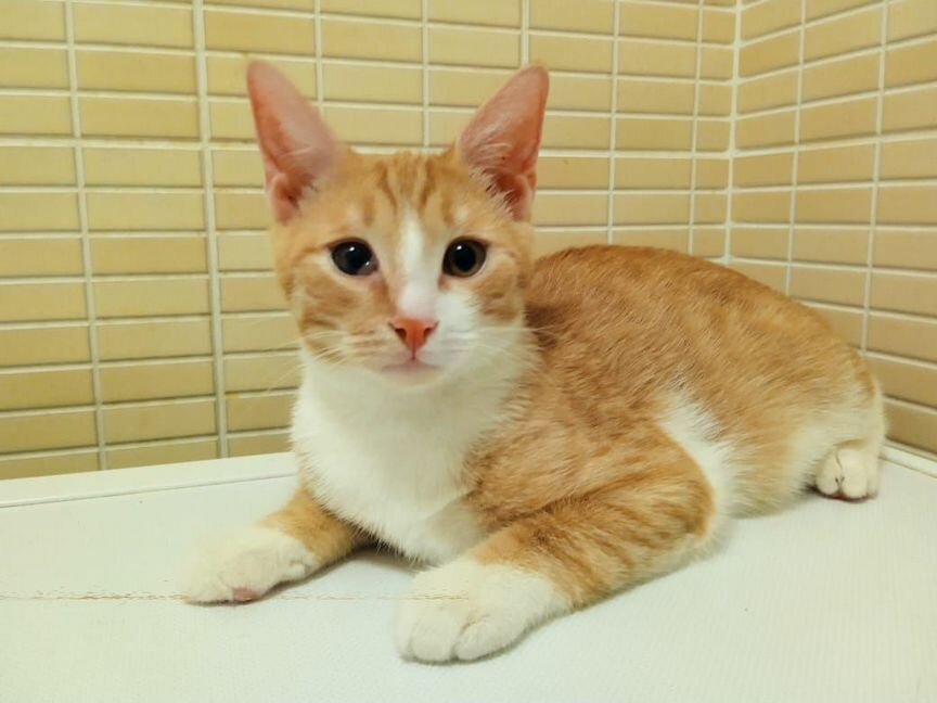 Ласковый рыжий котенок мальчик