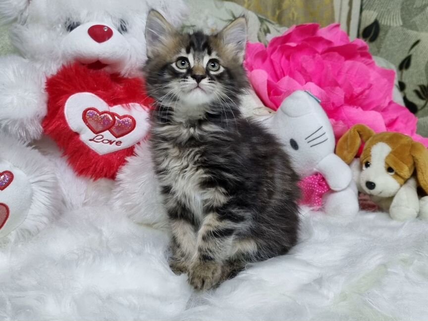 Отдам котика Кузю только в хорошие руки