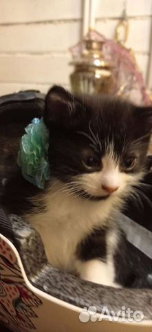 Котик от умной кошки