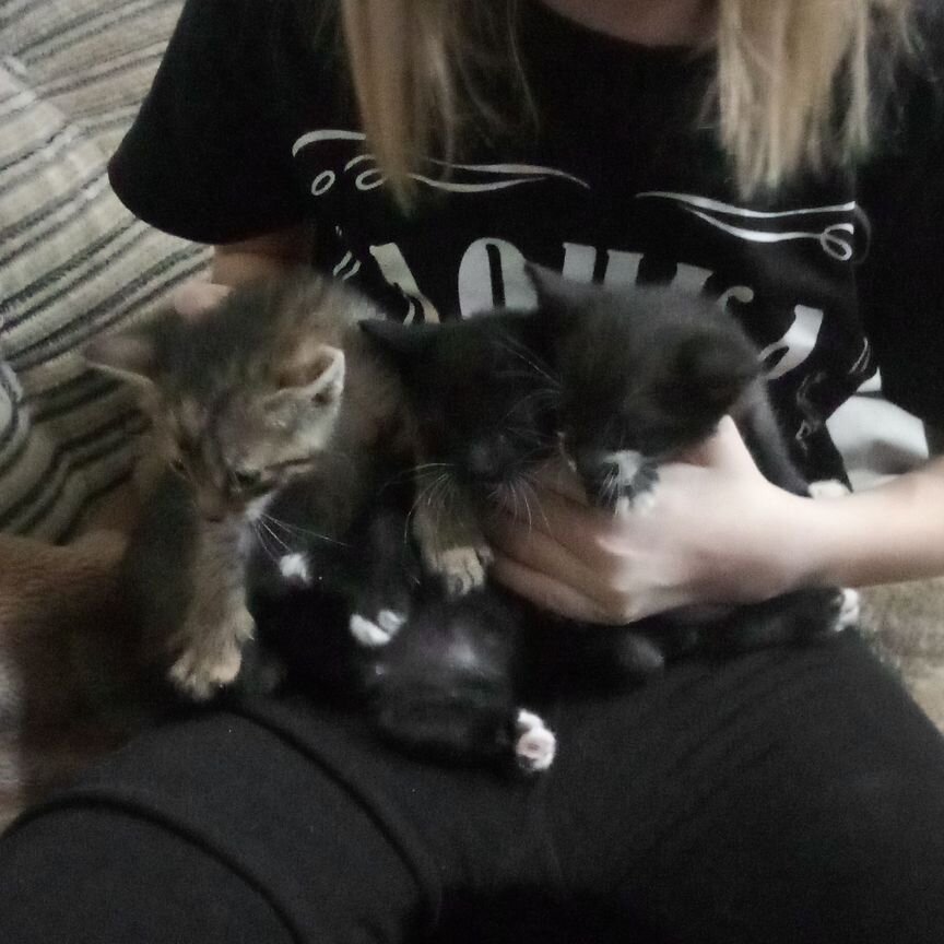Котята в добрые руки