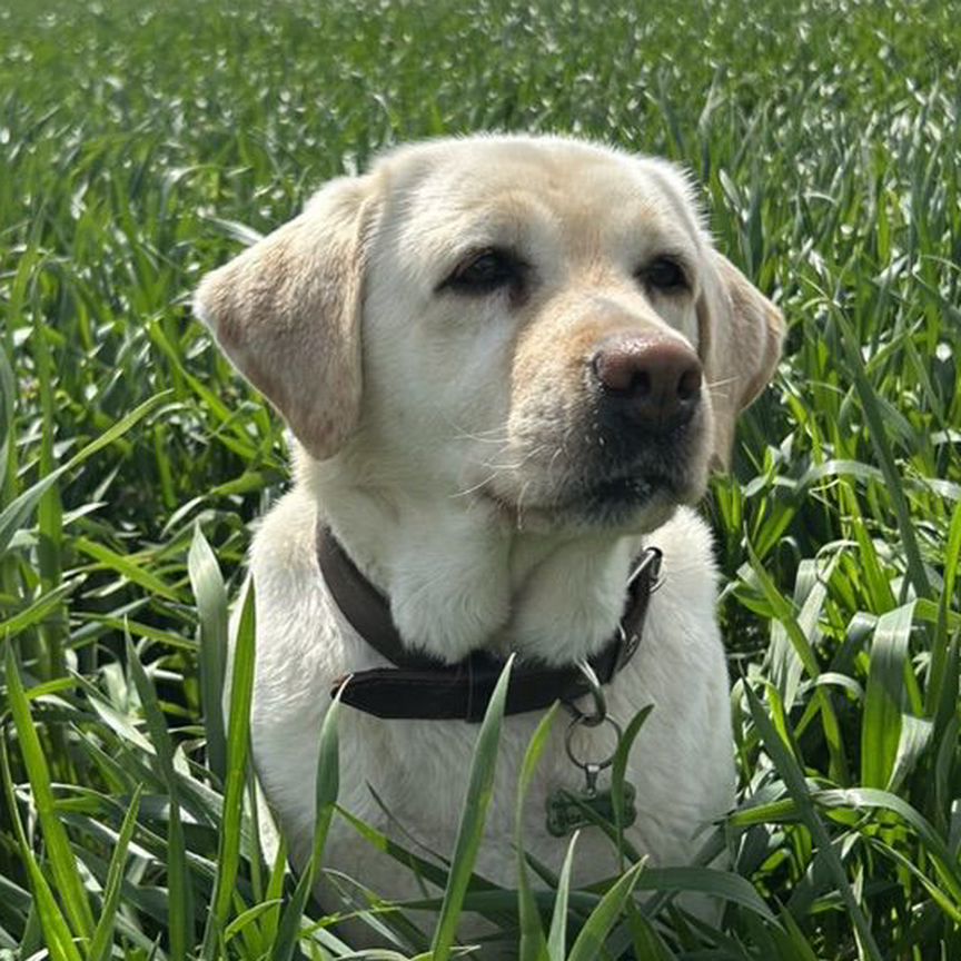Лабрадор-ретривер, взрослая собака