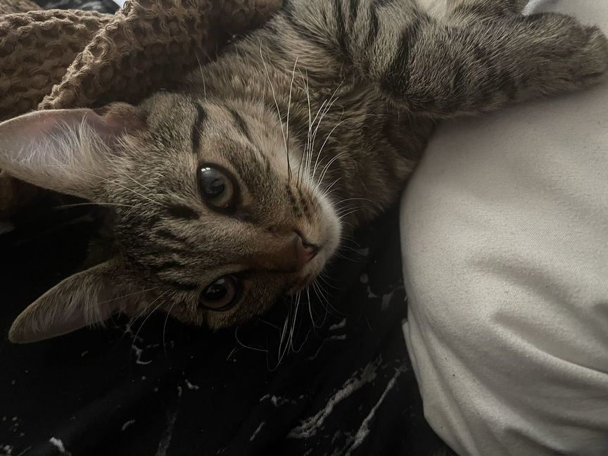 Кошка