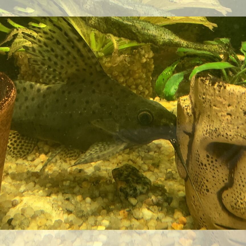 Синадонтис /пара